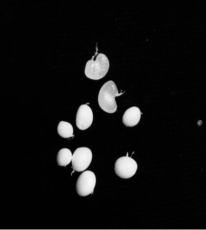 Troubleshooting Common Pellet Quality Issues - Davis-Standard